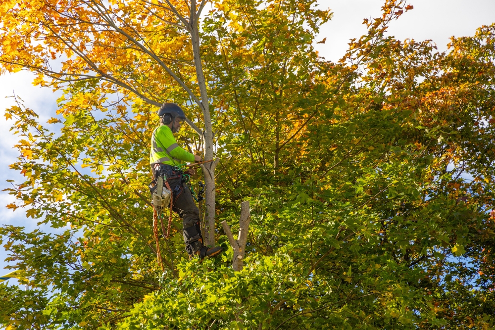 The Best Time of Year for Tree Trimming and Pruning on Long Island ...