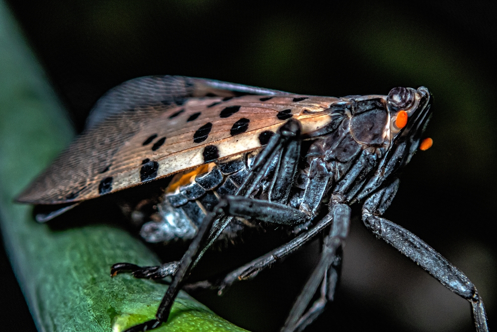 Spotted Lanternfly Invasion: How the Tree of Heaven is Bringing These ...